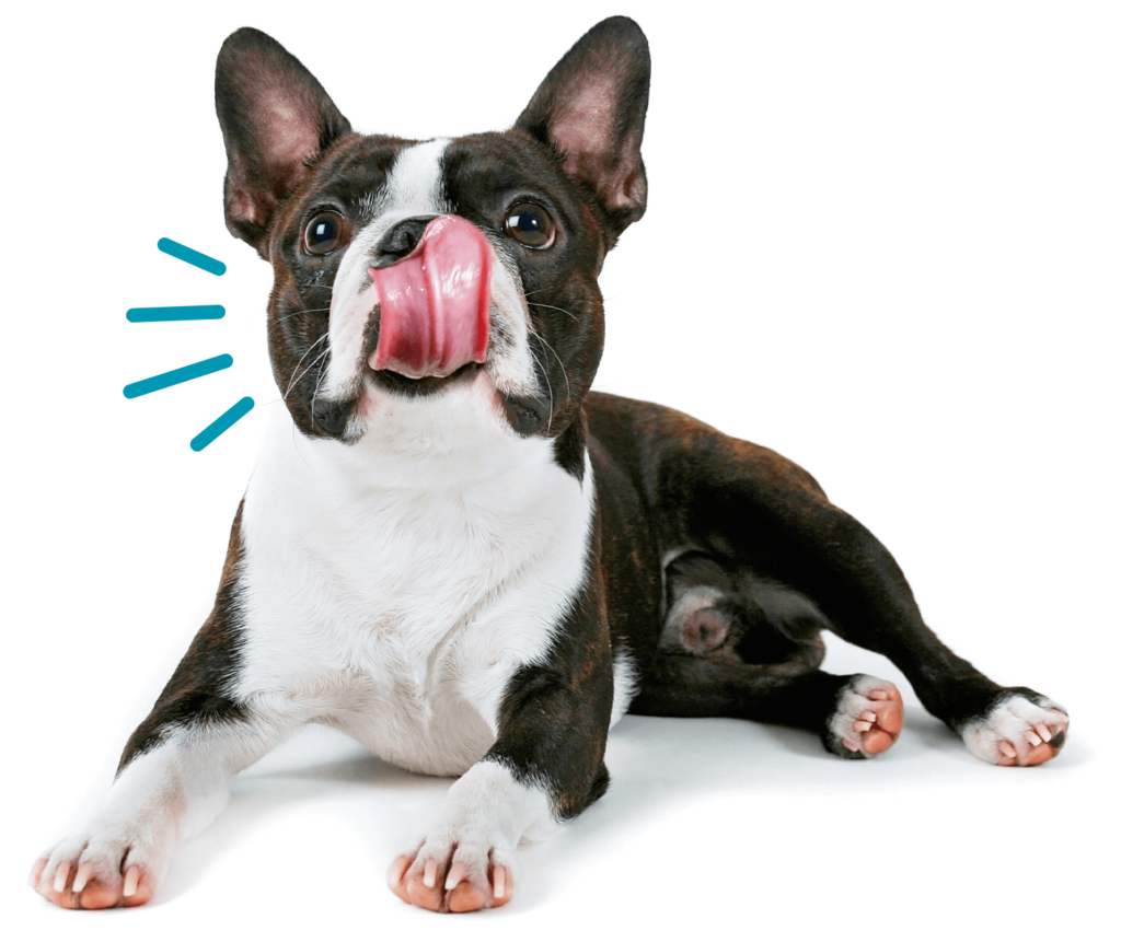 Cat and Dog Teeth Cleaning in West Branch, MI | Compassionate ...